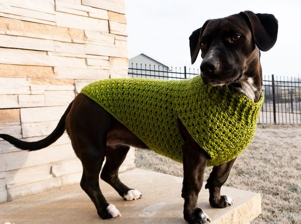 Crochet dog sweater - Handmade Learning Here